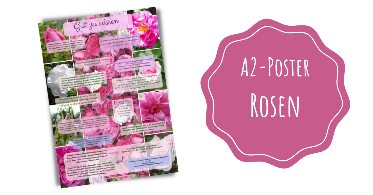 Poster A2 "Rosen" - ViVere Aromapflege